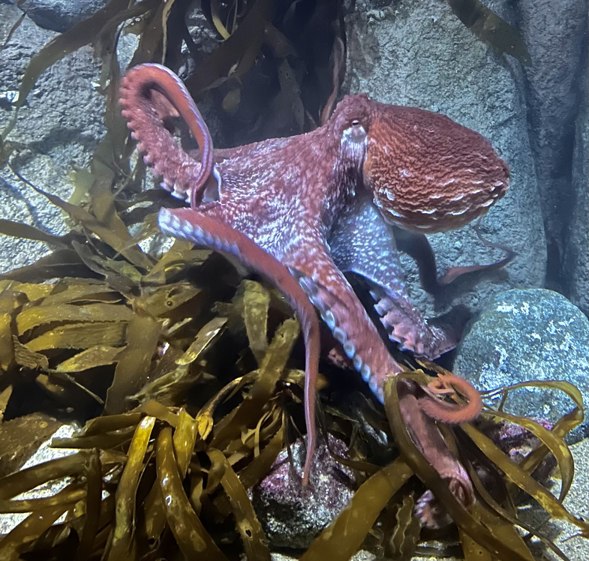 Das Geheimnis des Riesenkraken: Entdecken Sie seine Welt auf fisch-wiki.de