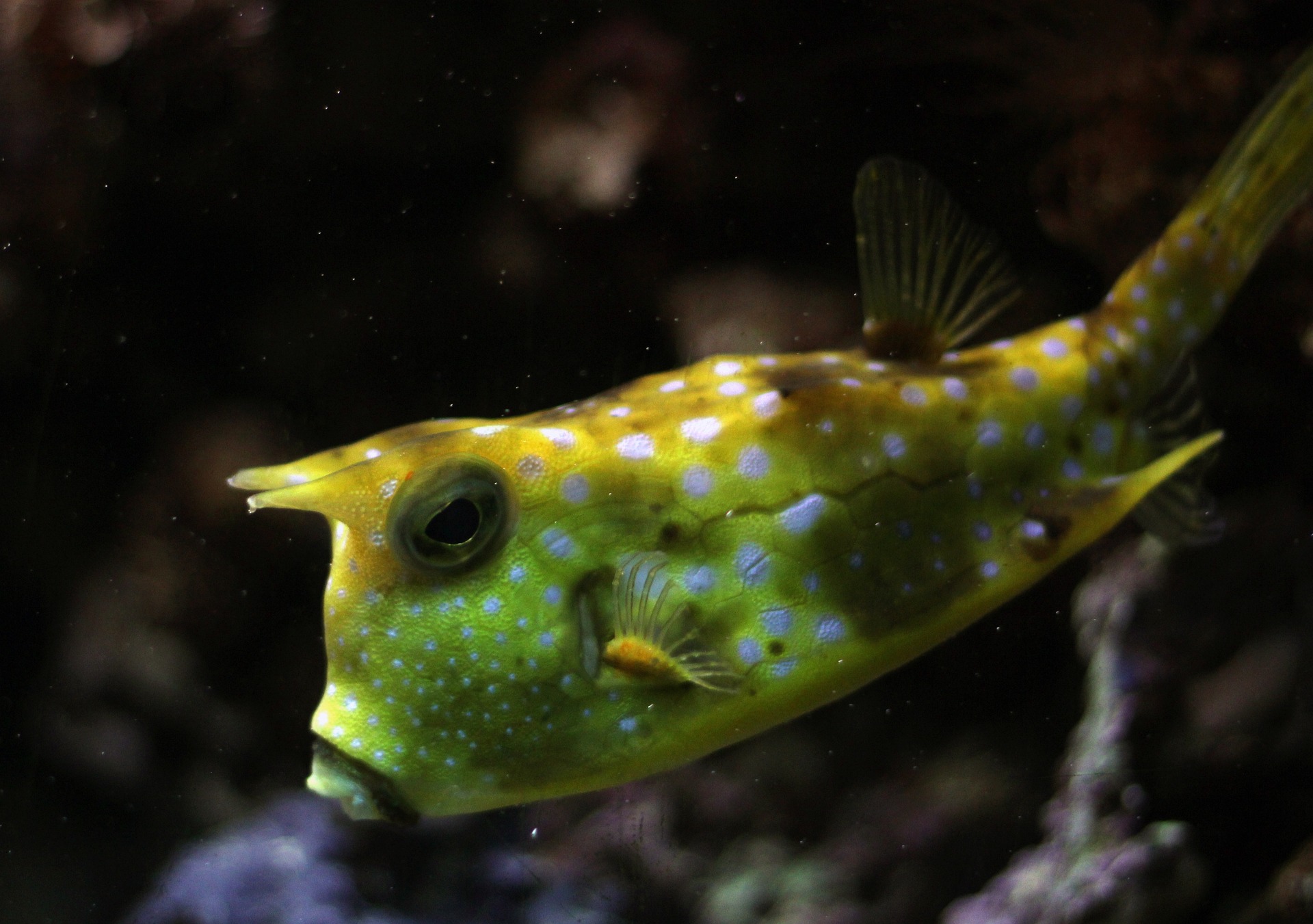 Der ungewöhnliche Kofferfisch: Tauchen Sie ein in seine Welt auf fisch ...