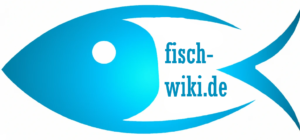 Fisch-Wiki: Alles Wissenswerte über die Unterwasserwelt